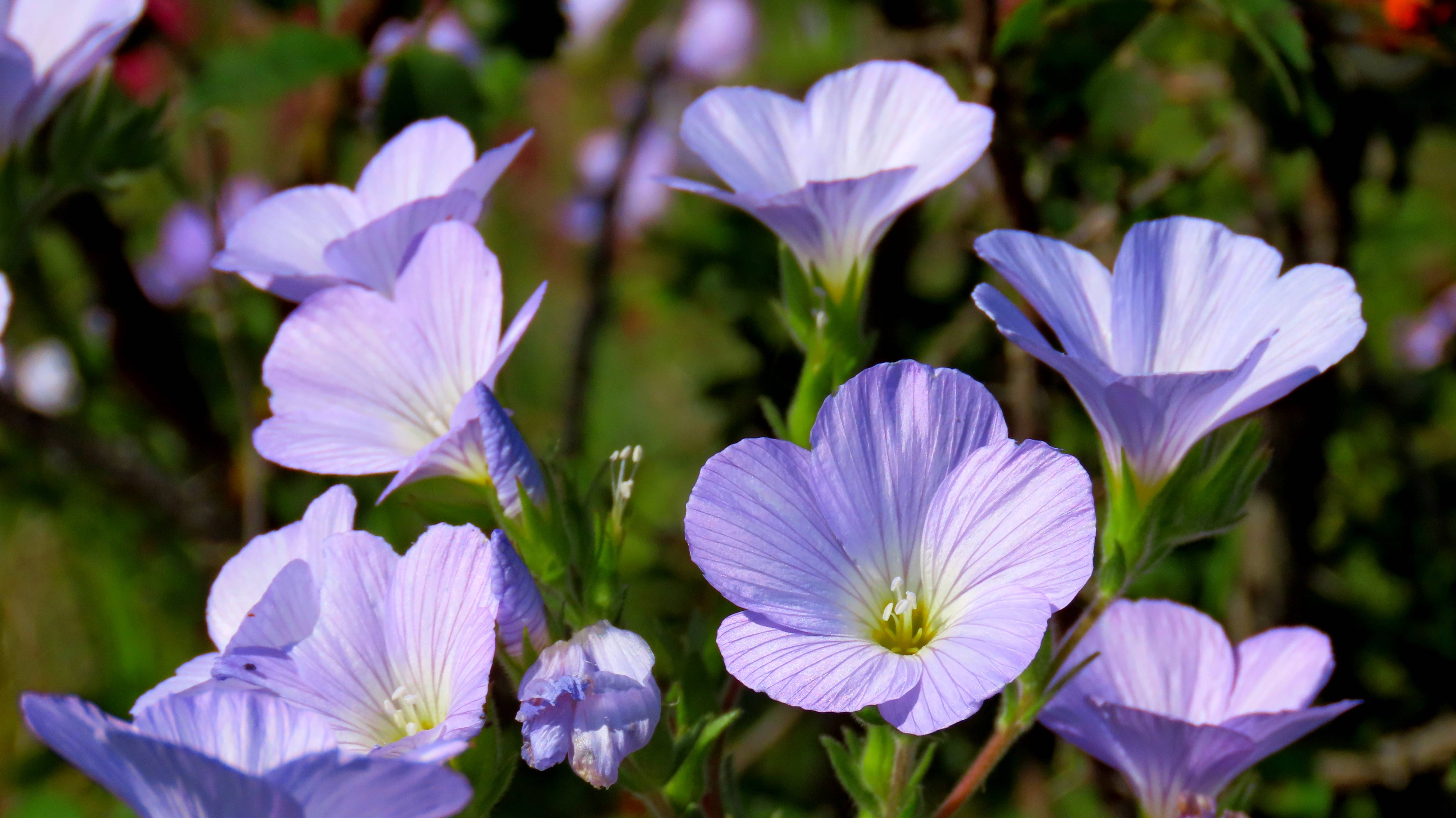 Цветочный релакс.