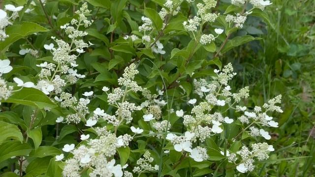 Метельчатые гортензии