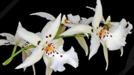 П-18.Ч-3. Degarmoara Winter Wonderland 'White Fairy Пересадка из мха в грунт, после пересылки