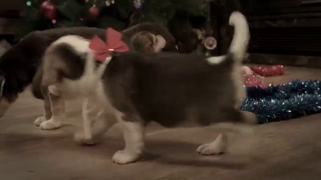 Клип с новогодними собачками.