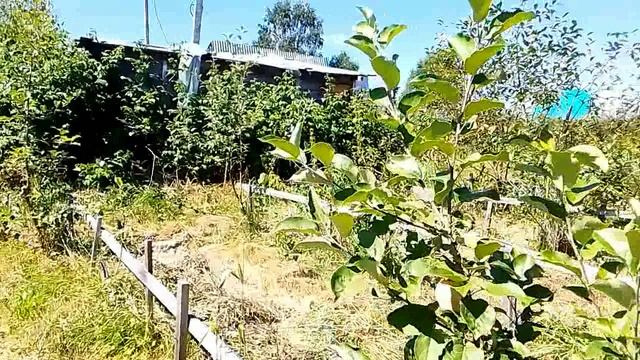 С потеплением климата, нужны ли Сибирякам южные плодовые культуры?