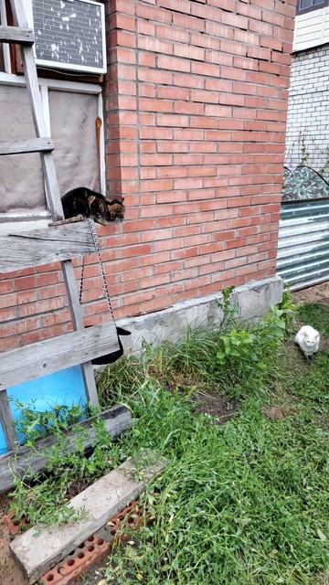 Кусюня и Белек