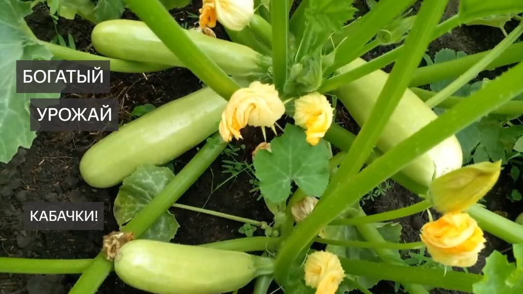 Богатый урожай. Кабачки. Цуккини. Кукуруза. Картошка. Тыква. Что растет. На даче. В огороде. В саду