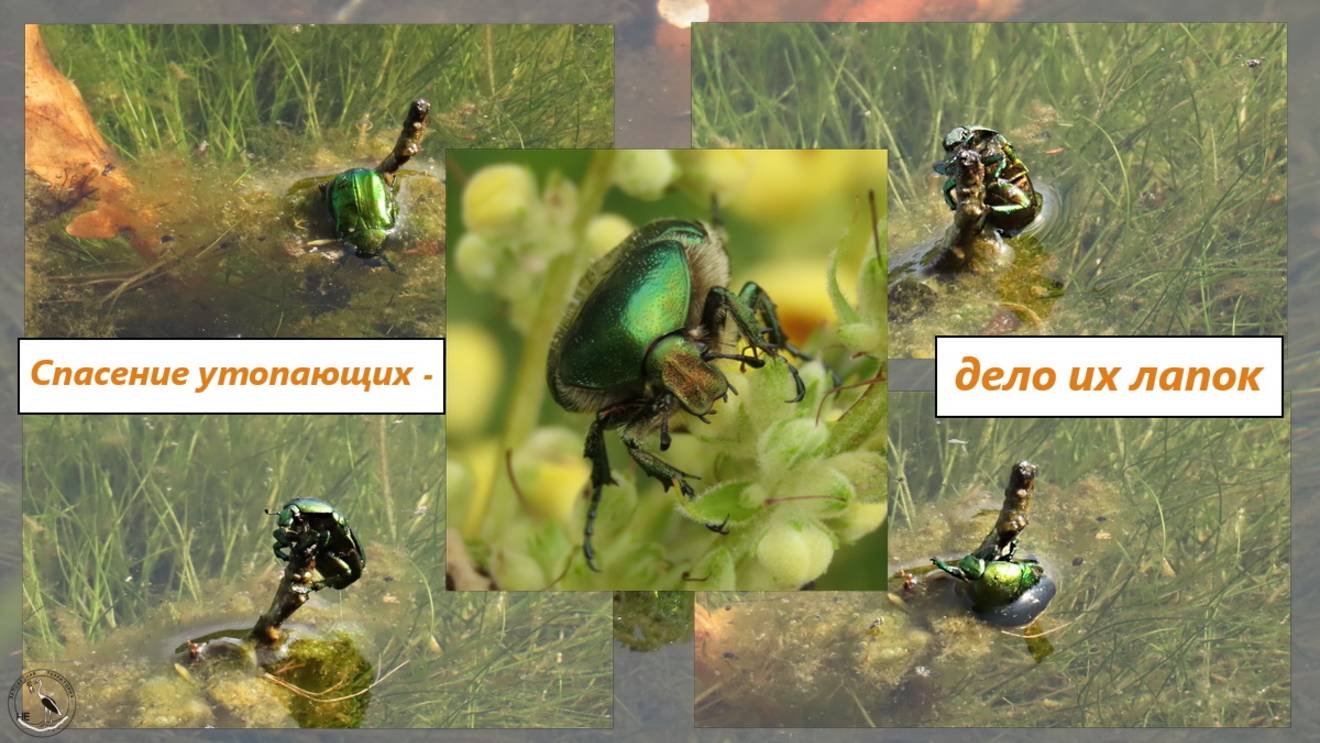 Спасение утопающих - дело их лапок. Но можно и помочь, если не справляются. 25.07.25