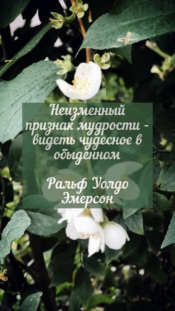 Цитаты о важном (31) #shorts