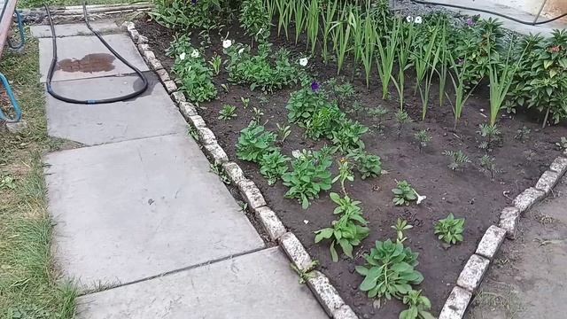 Мой Огород Прошла Неделя