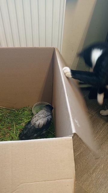 Серая ворона и кот Вася