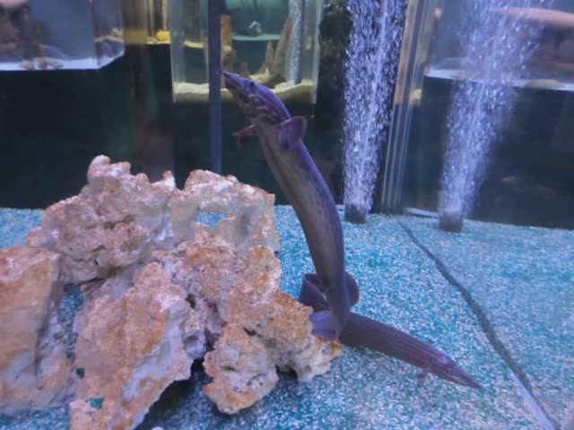 OCEANARIUM "SHARK REEF"