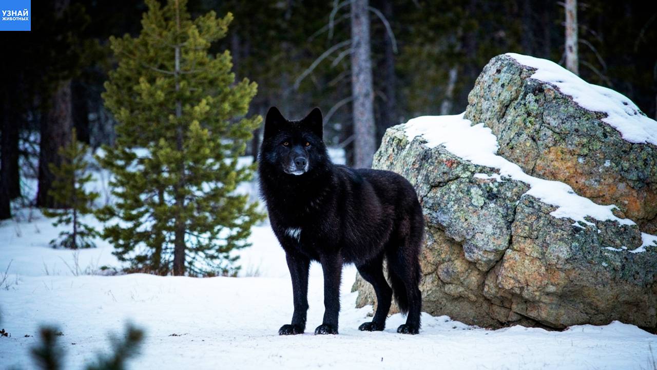 Чёрный Волк – Настоящий Символ Волчьего Племени!