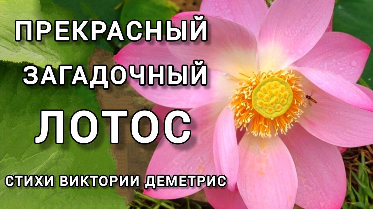 "Прекрасный, загадочный ЛОТОС..." Стихи Виктории Деметрис. #Лотос #Житьв РАДОСТИ