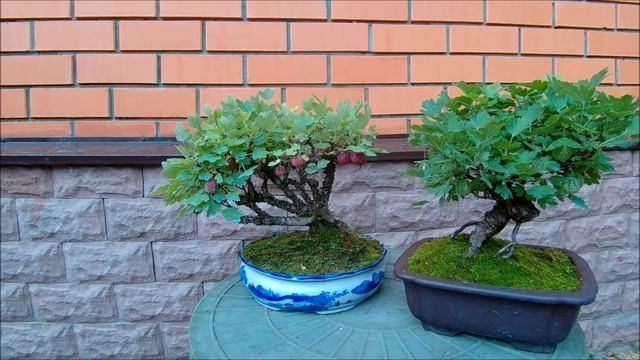 Бонсай поспел крыжовник лето 2025 год