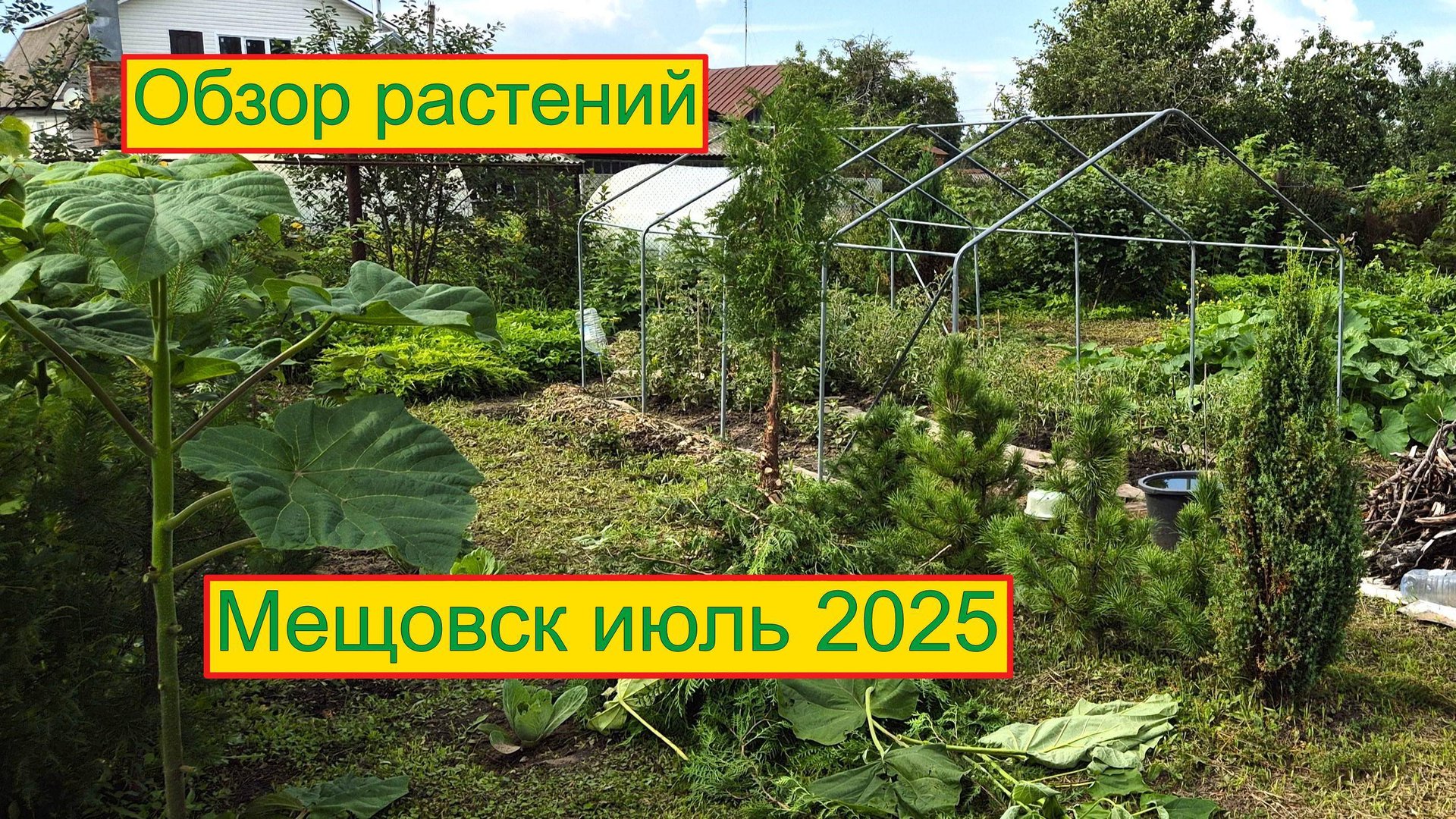 Обзор растений Калужская область г.Мещовск июль 2025