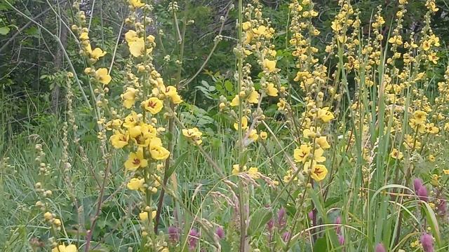 Полевые цветы