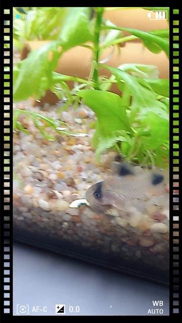 коридорас панда