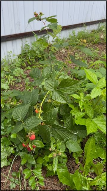 Урожай малины просто поразил