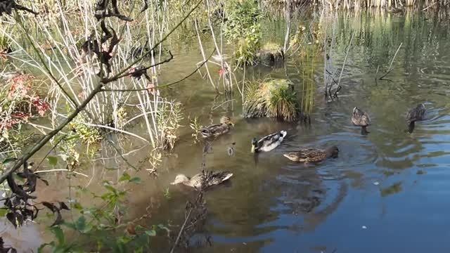 Пруд с утками (Академгородок в Новосибирске).