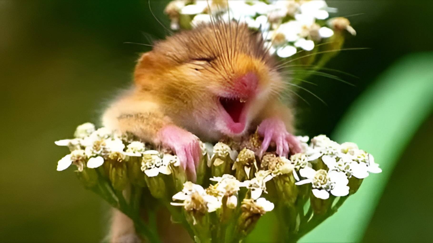 ЭТИ ЗАБАВНЫЕ ЖИВОТНЫЕ💖 #забавные зверята#funny_moments_caught_on_camera