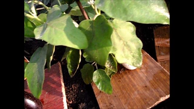 Первые баклажаны