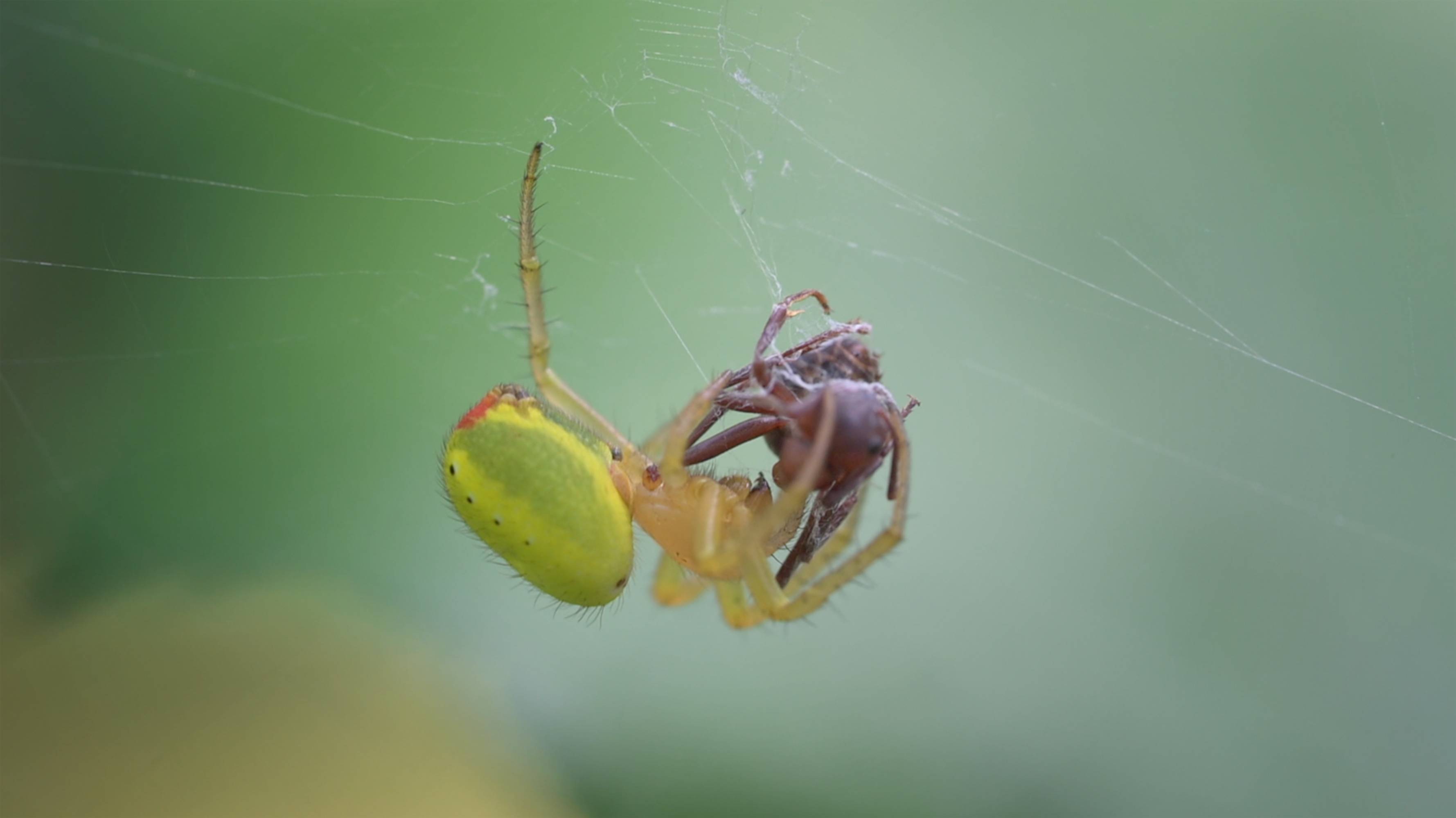 Араниелла тыквообразная (огуречный паук) и муравей.