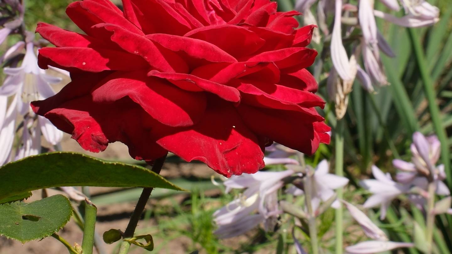 Введенский Владычный женский монастырь 27.07.2025