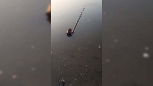 Рыбалка на р.Амур (Пензенская протока).[ЧАСиК].Ауха - китайский окунь. Отдых на природе.