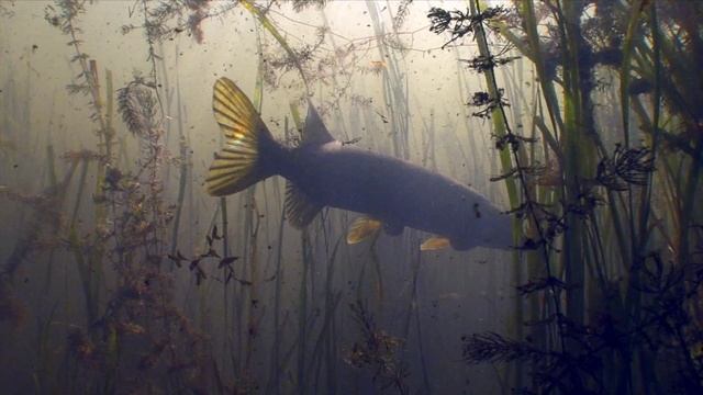 "О ЧЕМ МОЛЧАТ РЫБЫ"