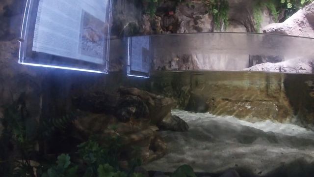 Доисторические монстры из глубин