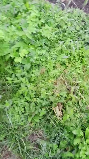 КРЫЖУВНИК ПАСПЕЛ!! 🍇🍓🫐