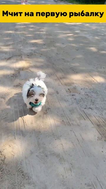Рыболовный пес) #собака #рыбалка #рыболовмакс #новыйдруг #собакадруг