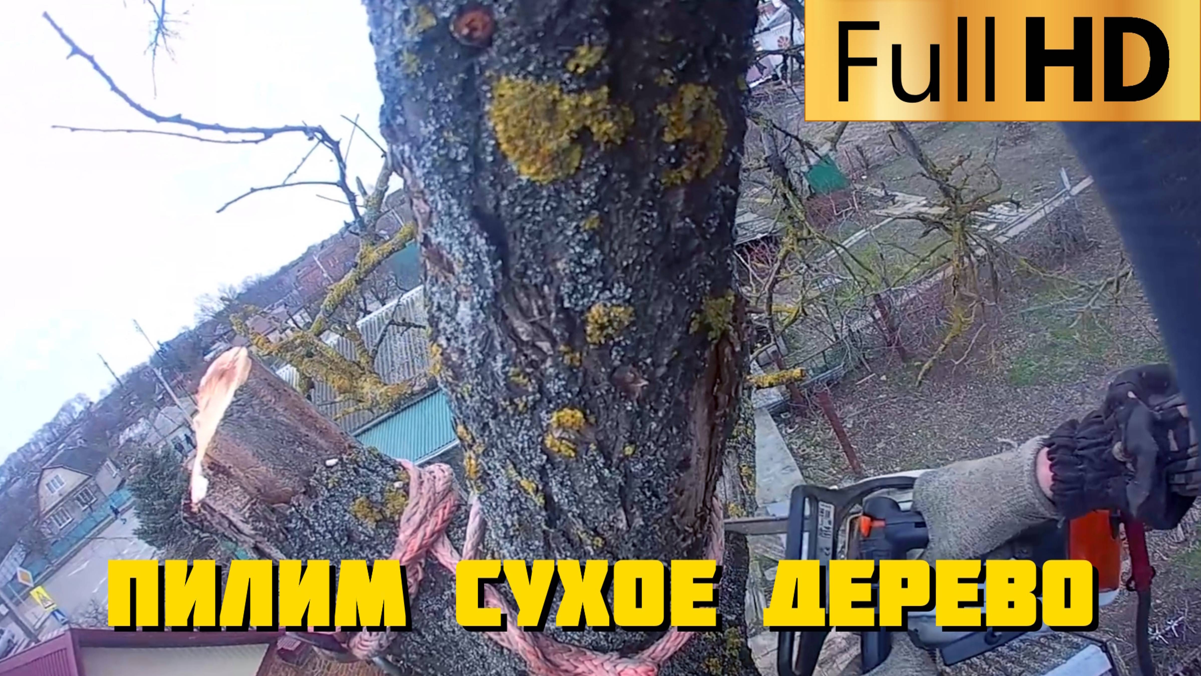 Спиливание старого, сухого дерева