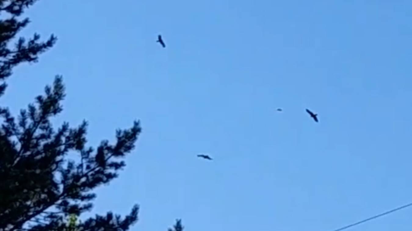 20250726_152020 Танцы коршунов в Дивногорском небе