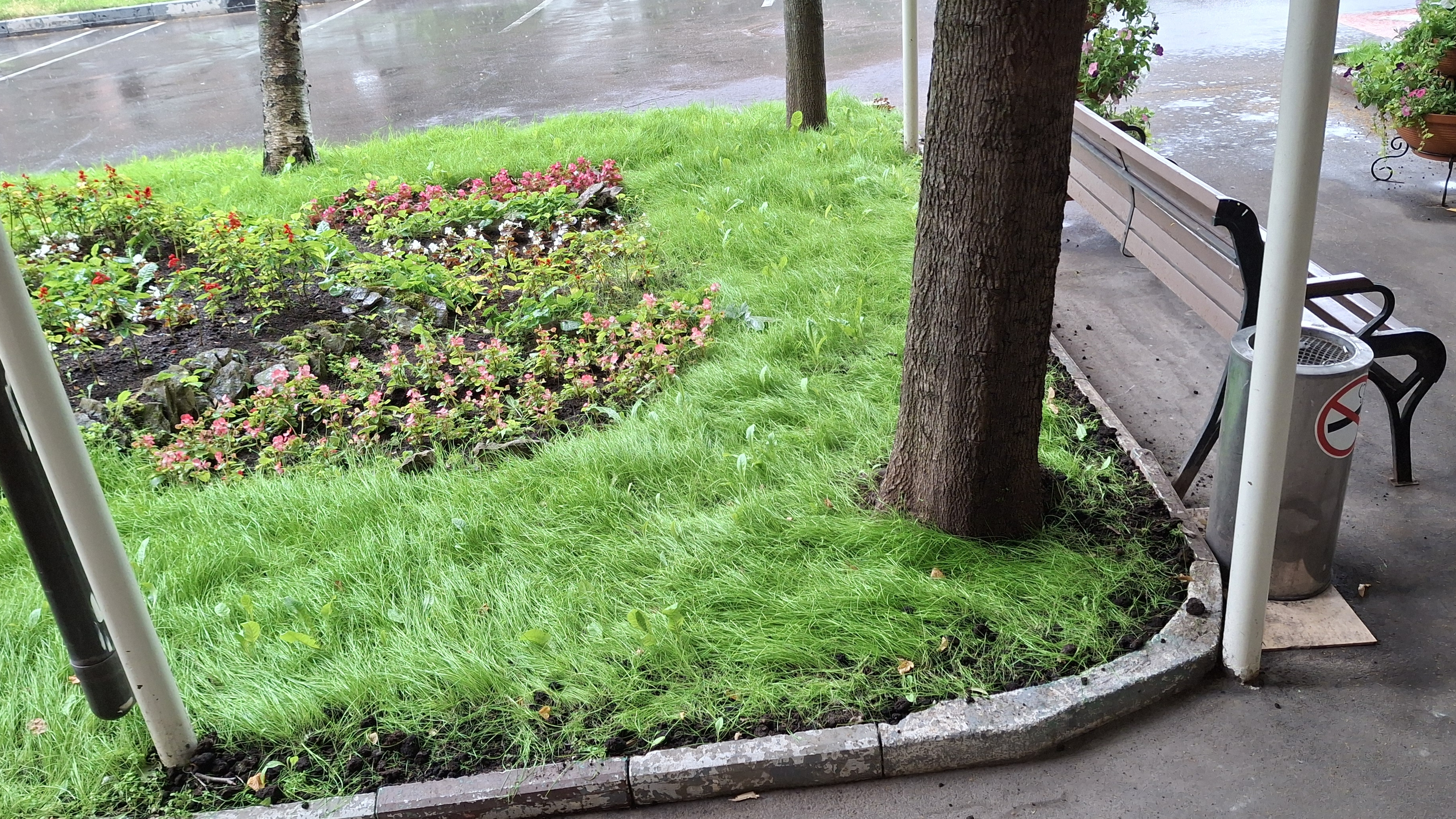 Голуби ищут пропитание на цветниках.