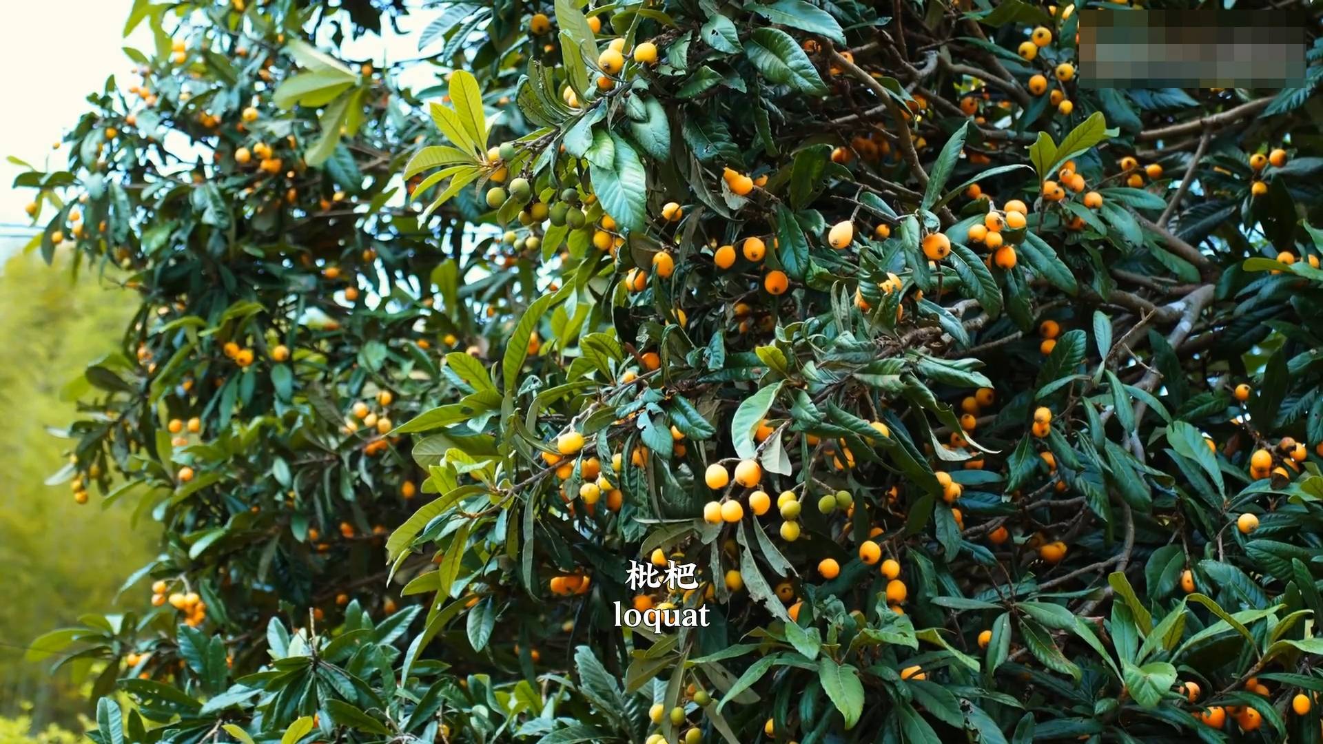 Бабушка из Минху - Собери корзину золотистых плодов мушмулы, сделай из них пирожные, консервы и джем