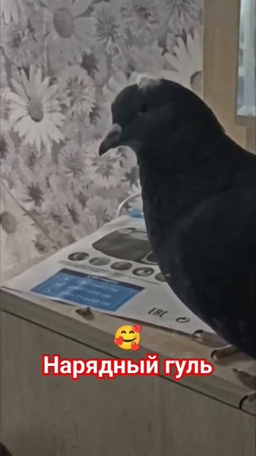 Валерка нарядился