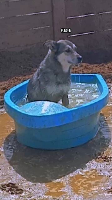 "Дивные купальщики" ❥ Приют в Малинках