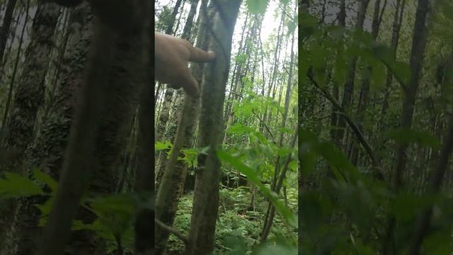 Иагодтки,Яго-одки,Ягодки-и...