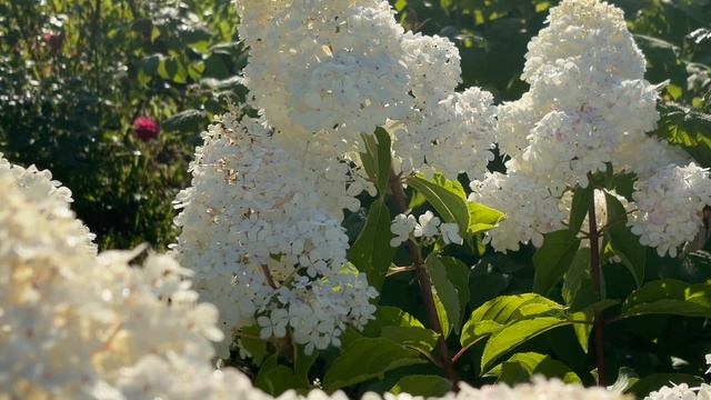 Метельчатыая гортензия