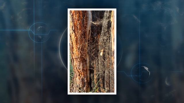 Звуки природы