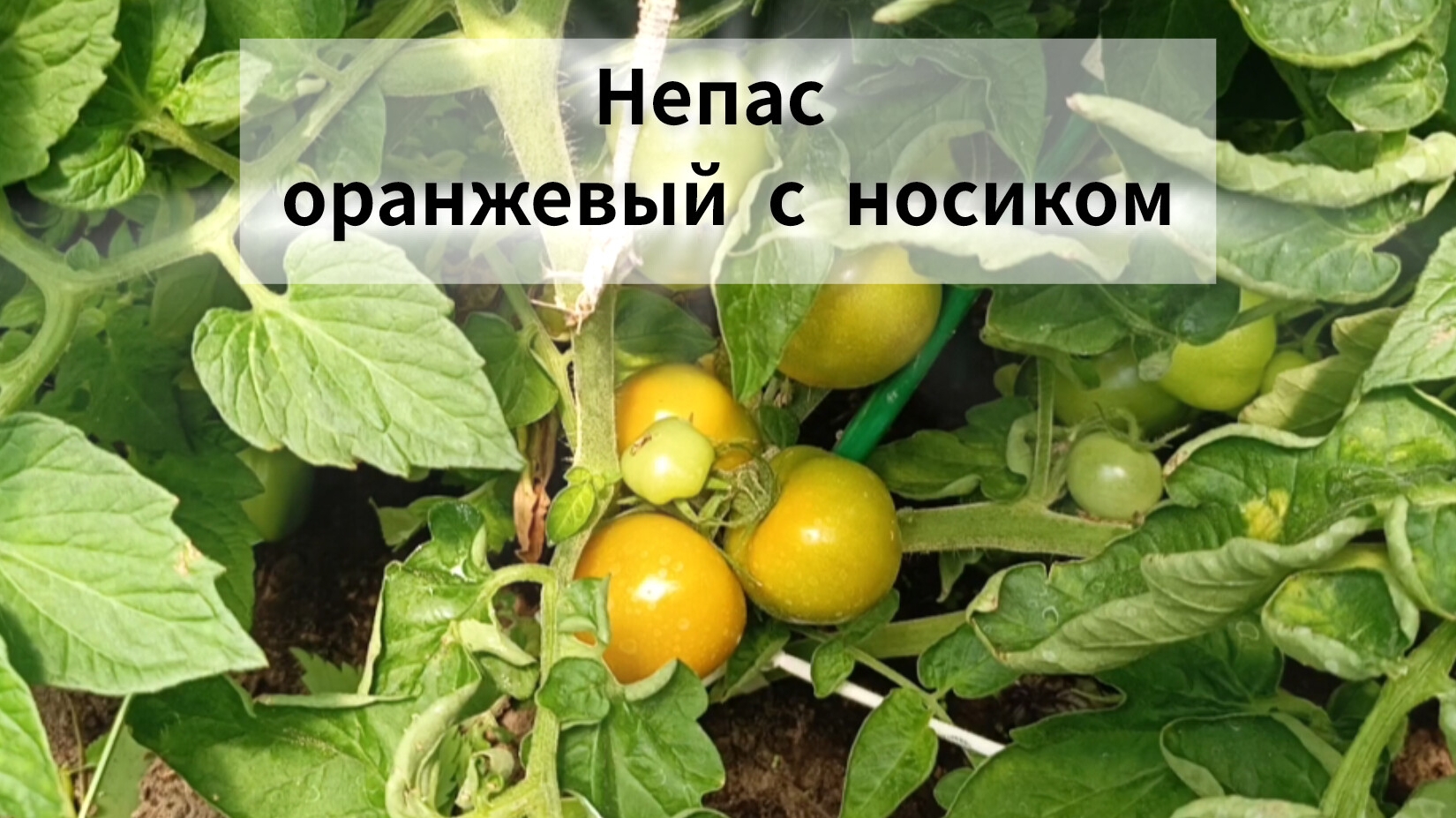Созрели помидорки сорта Непас4 оранжевые с носиком