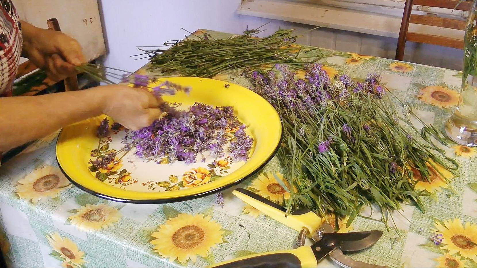Летняя и осенняя обрезки лаванды. Заготовка цветов для чая и арома - терапии