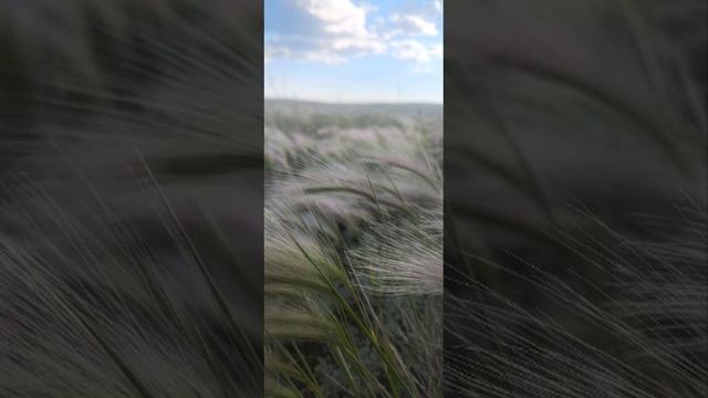 Глава 7 "Космический язык"
 Хазрат Инайат Хан