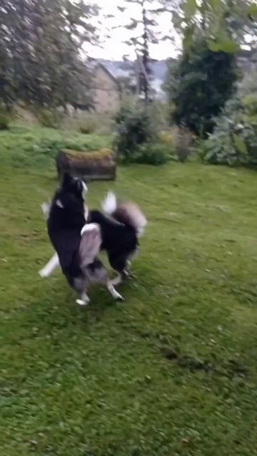 Бим и Боб играют