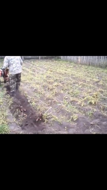 Копка картошки мотоблоком