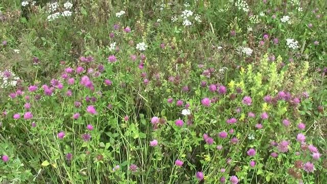 Муромцево 26 июля 2025г Трава сохнет .Тюки