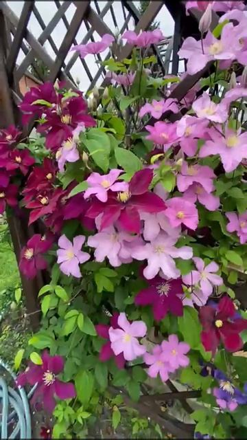 Ландшафт сада №2.