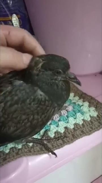 Птенец голубя