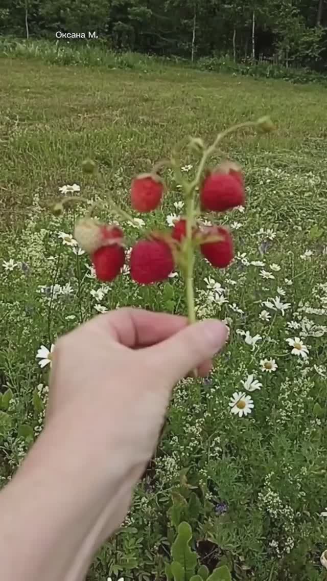 Земляничная поляна.mp4