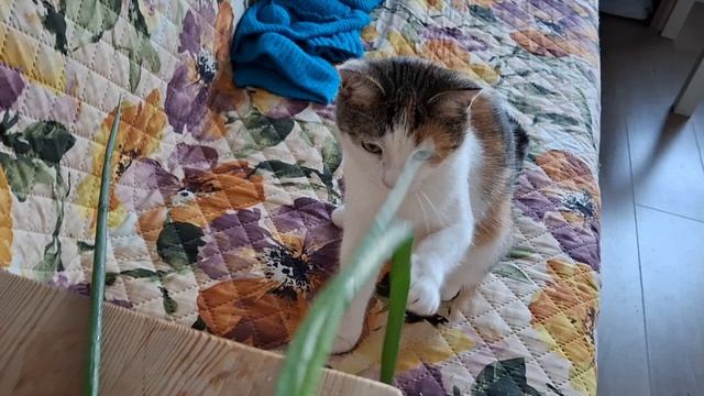 Феша пробует лук на вкус