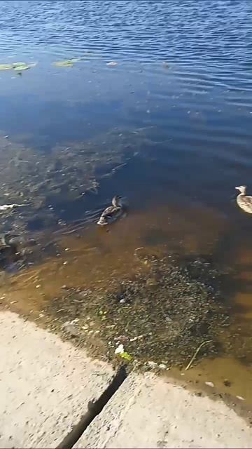 Утиный парад на день ВМФ 27.07.2025