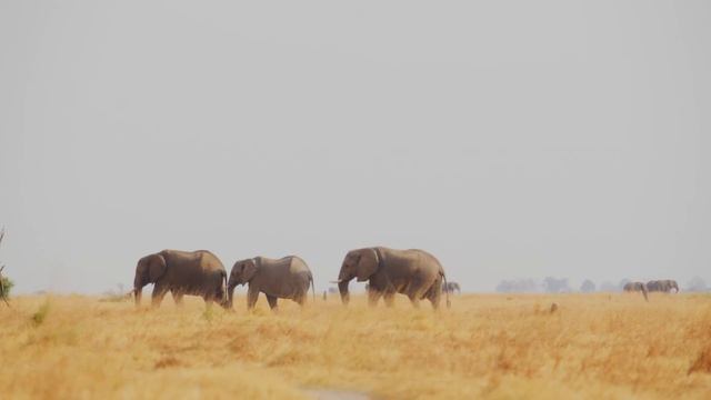 Дикая Ботсвана в  - Эпизод 5 _ Прайд Бакари .